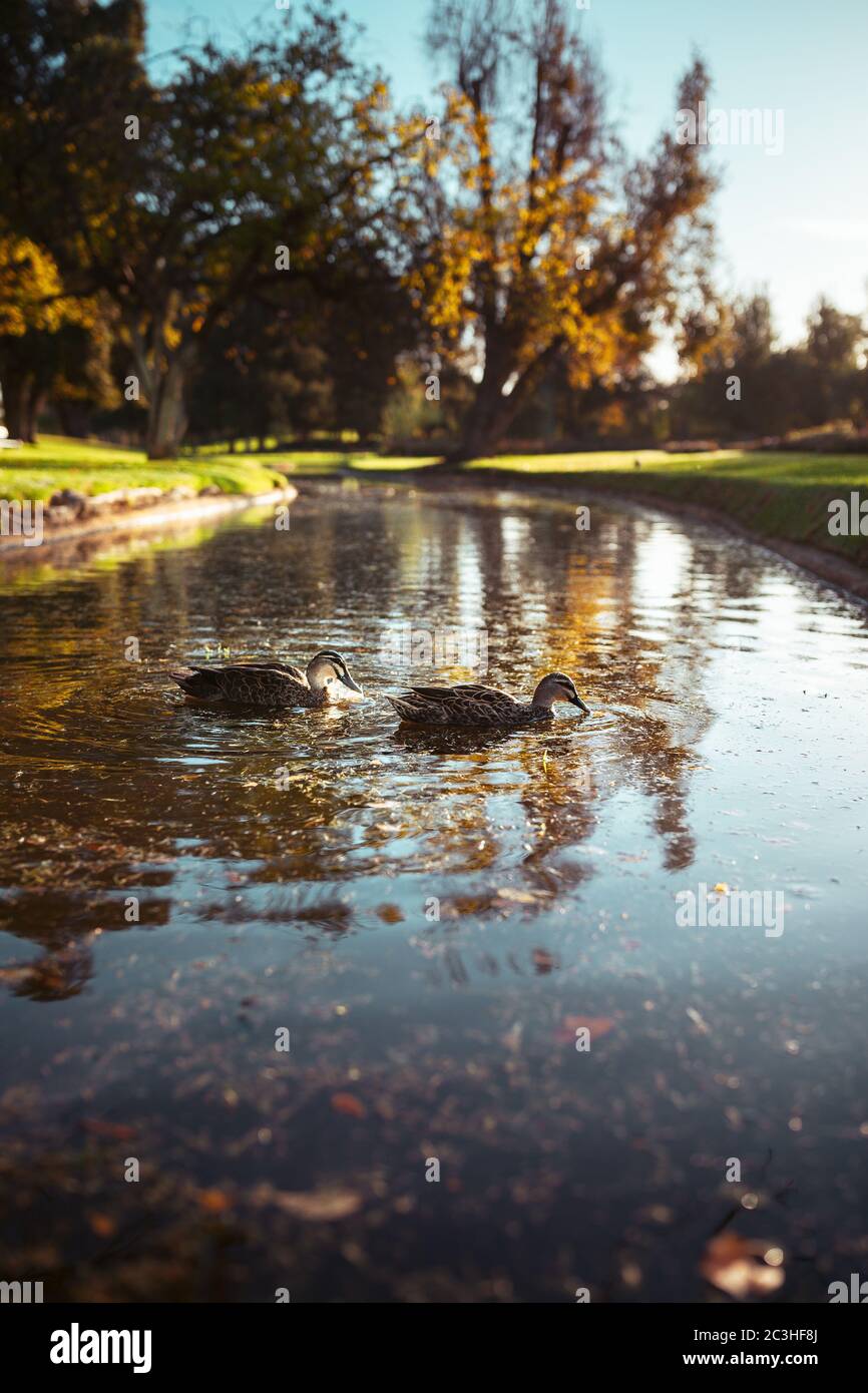 Beautiful shot mallards pond hi-res stock photography and images - Alamy