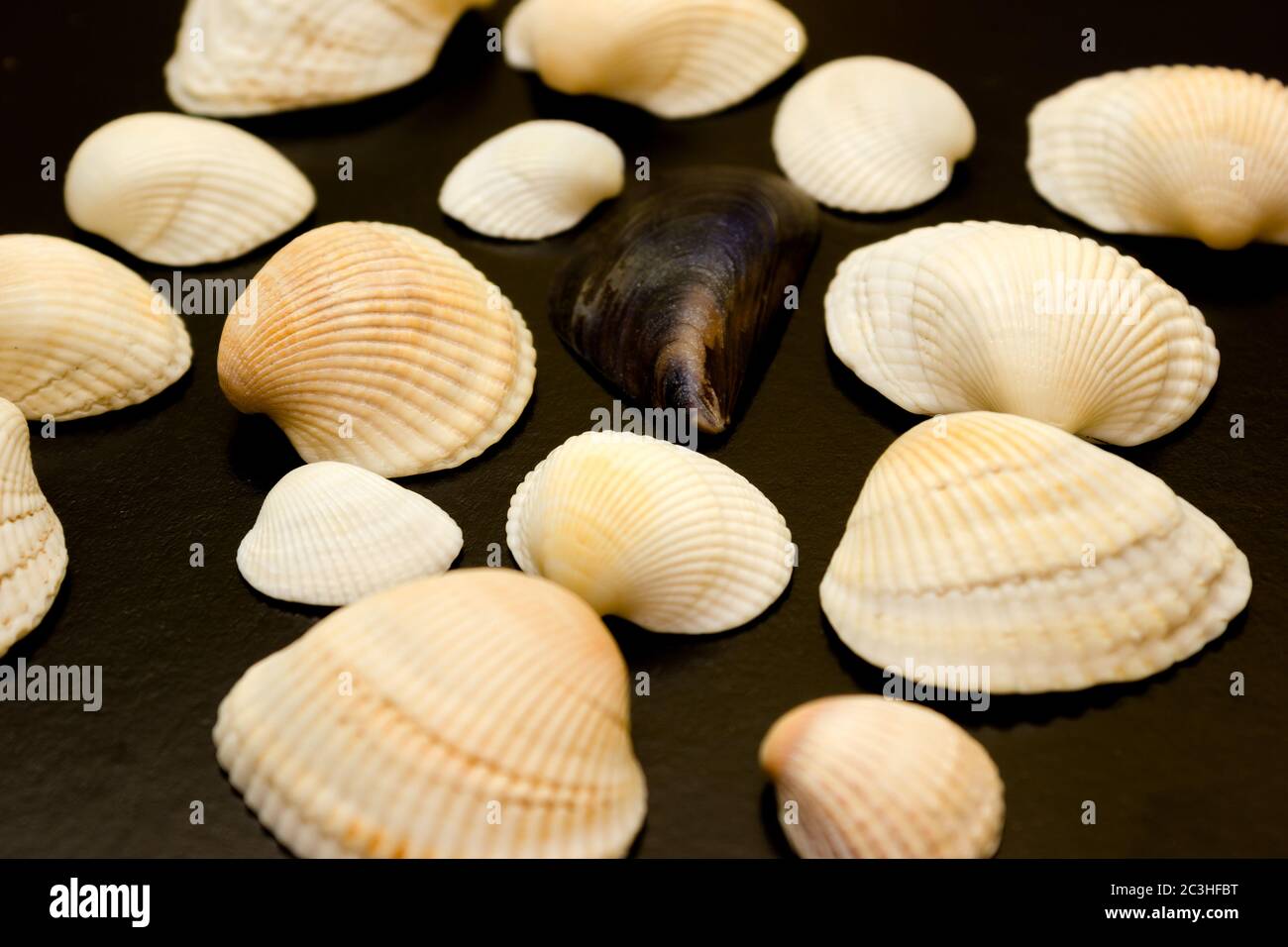 Beautiful varied seashells on a black background, texture and ...