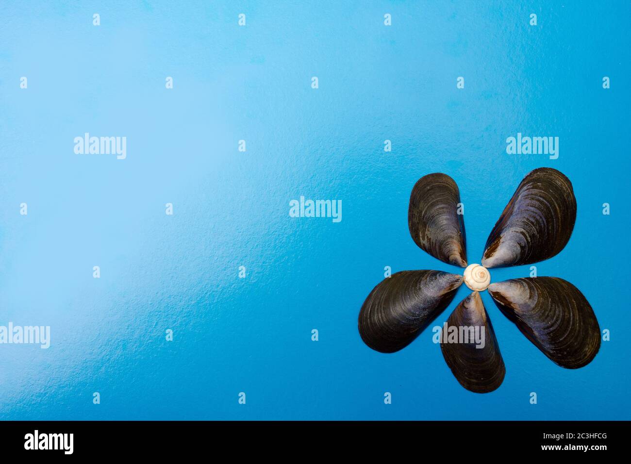 Beautiful black seashells on a blue background, texture and background ...