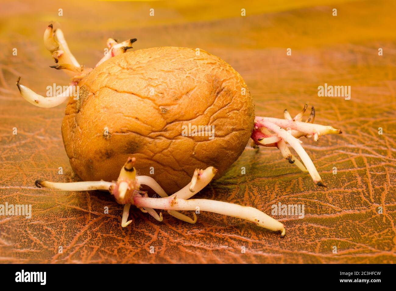Vegetable food potato potato sprout hi-res stock photography and images ...