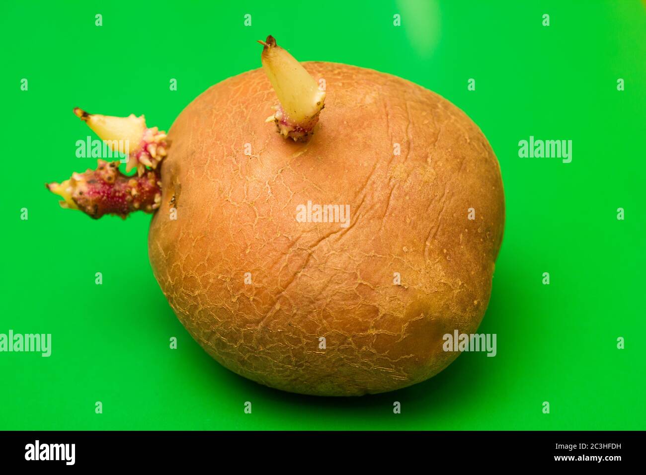 Vegetable food potato potato sprout hi-res stock photography and images ...