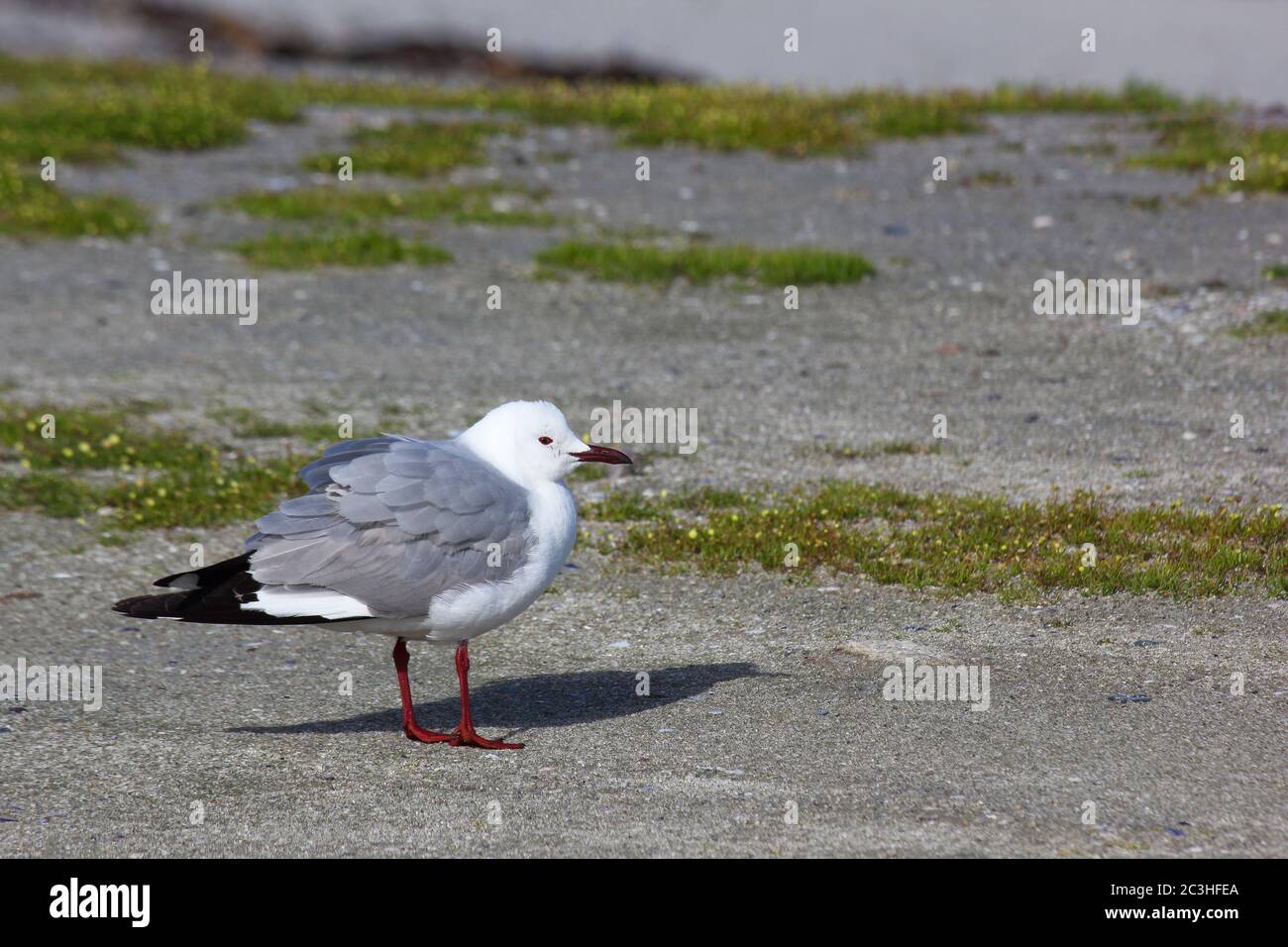 Hartlaub seagull hi-res stock photography and images - Alamy