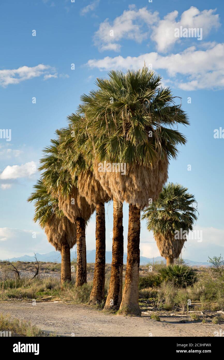 A neat row of palm trees in the Nevada desert, USA Stock Photo - Alamy