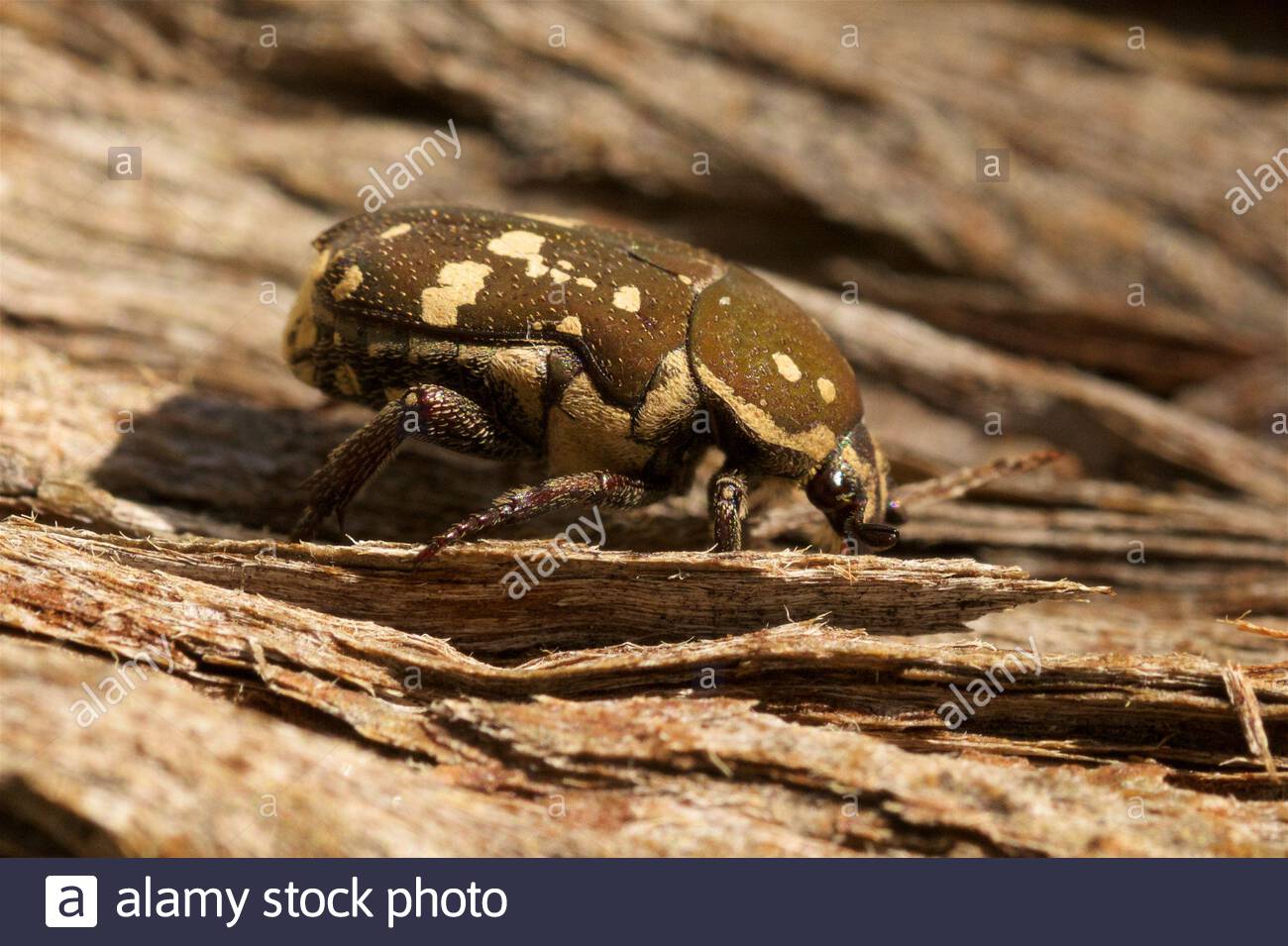 Australian Beetles High Resolution Stock Photography and Images - Alamy