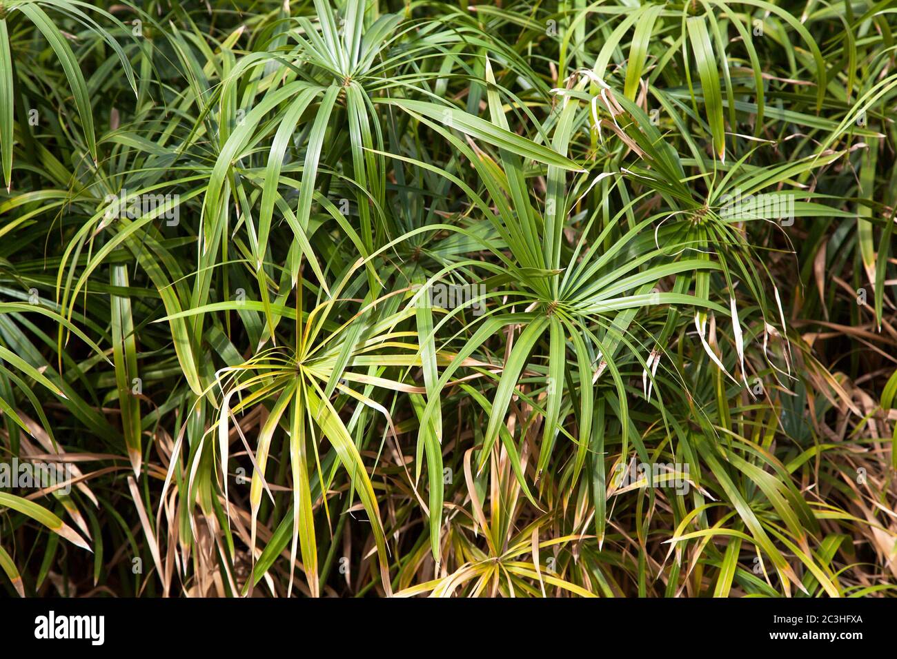 A background of papyrus plants. Papyrus was used by the ancient ...