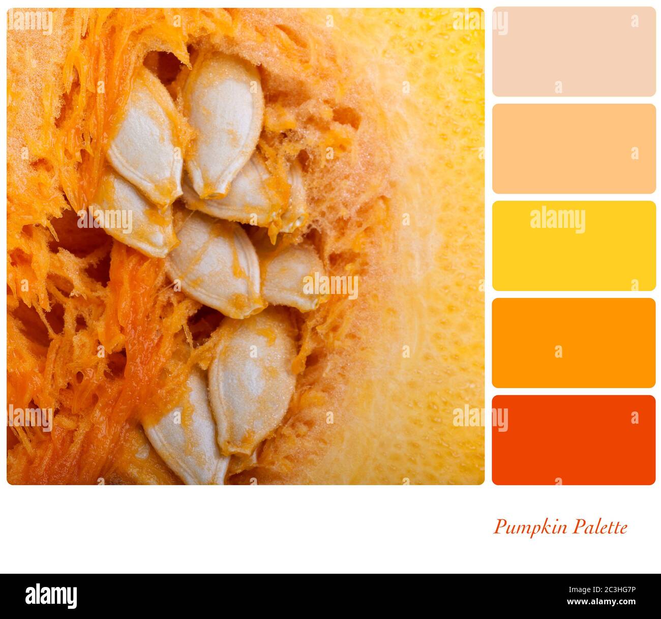 Pumpkin background colour palette with complimentary swatches Stock ...
