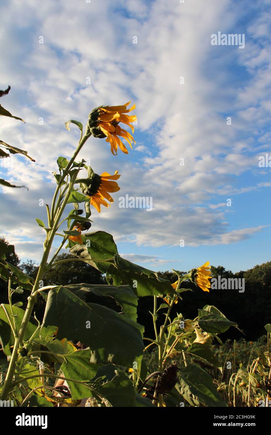 Sunflowers waving in wind hi-res stock photography and images - Alamy