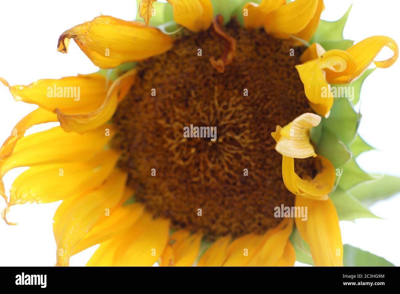 Sunflower face hi-res stock photography and images - Alamy