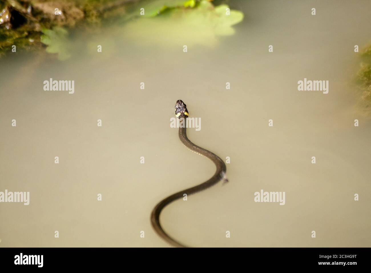 poisonous black snake swiming in a pond on sunny summer day Stock Photo ...