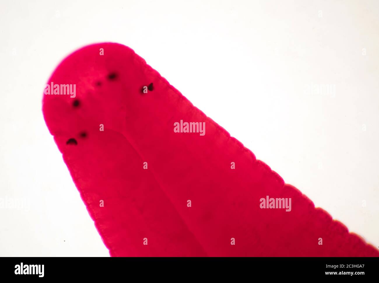 Leech, microscope view Stock Photo - Alamy