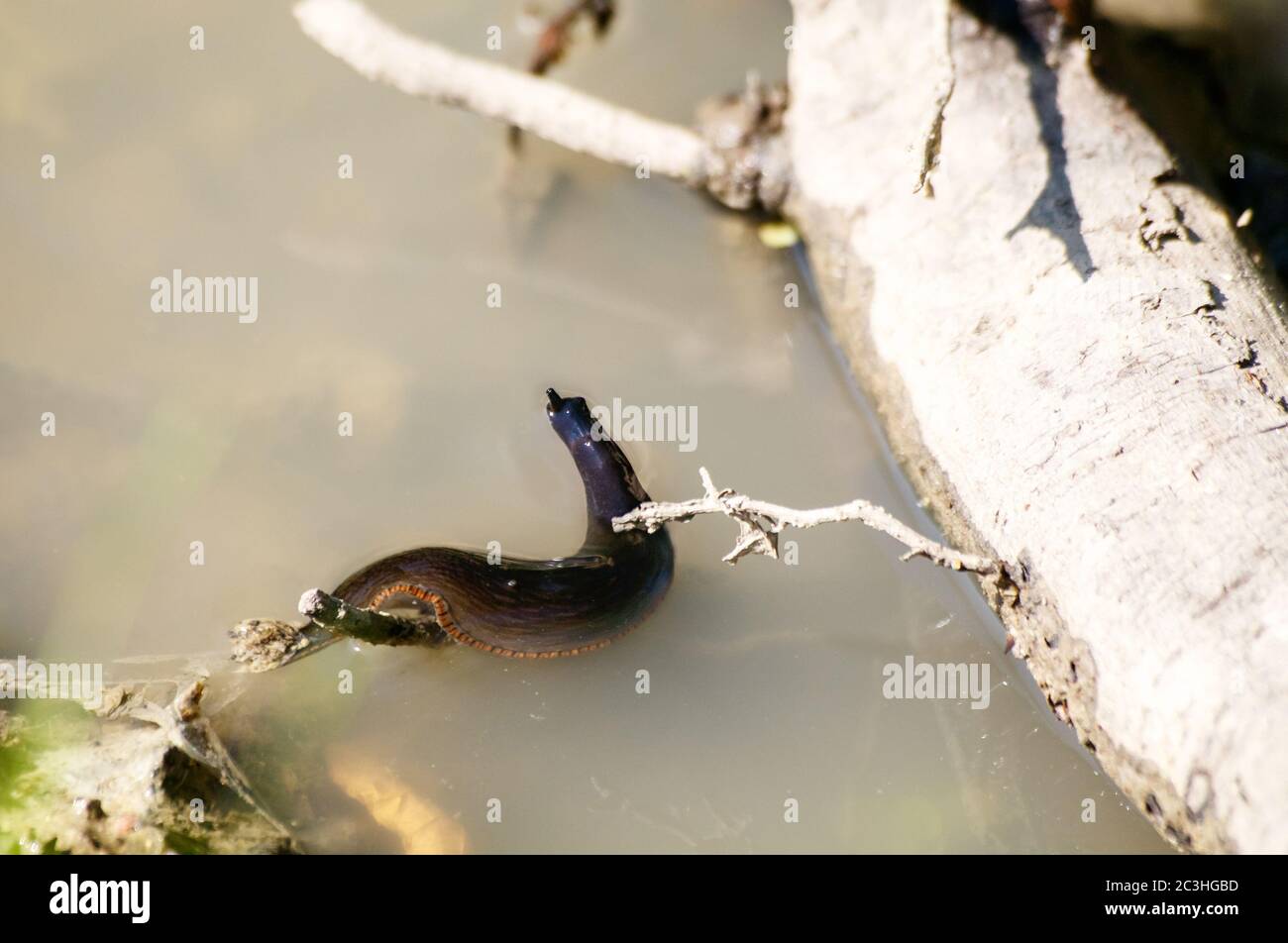 big black leech swims in a pond on sunny summer day Stock Photo - Alamy