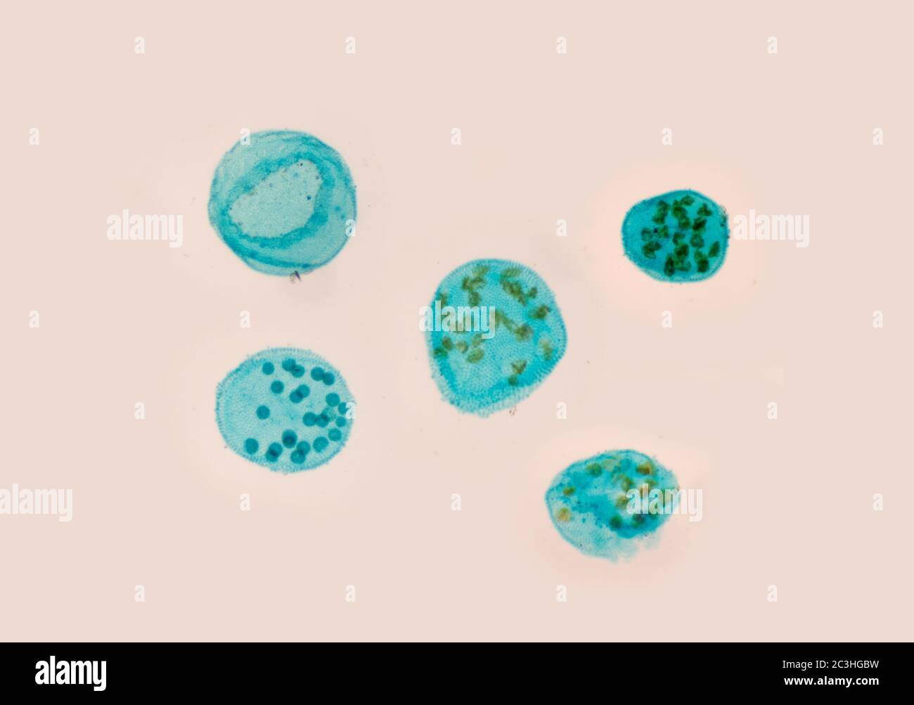 Volvox freshwater green algae, microscope view Stock Photo - Alamy