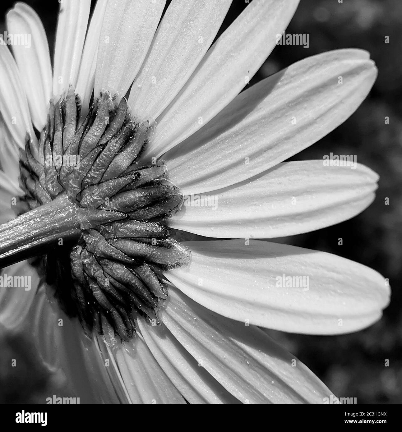 Grayscale closeup shot of a sepal of the oxeye daisy Stock Photo - Alamy