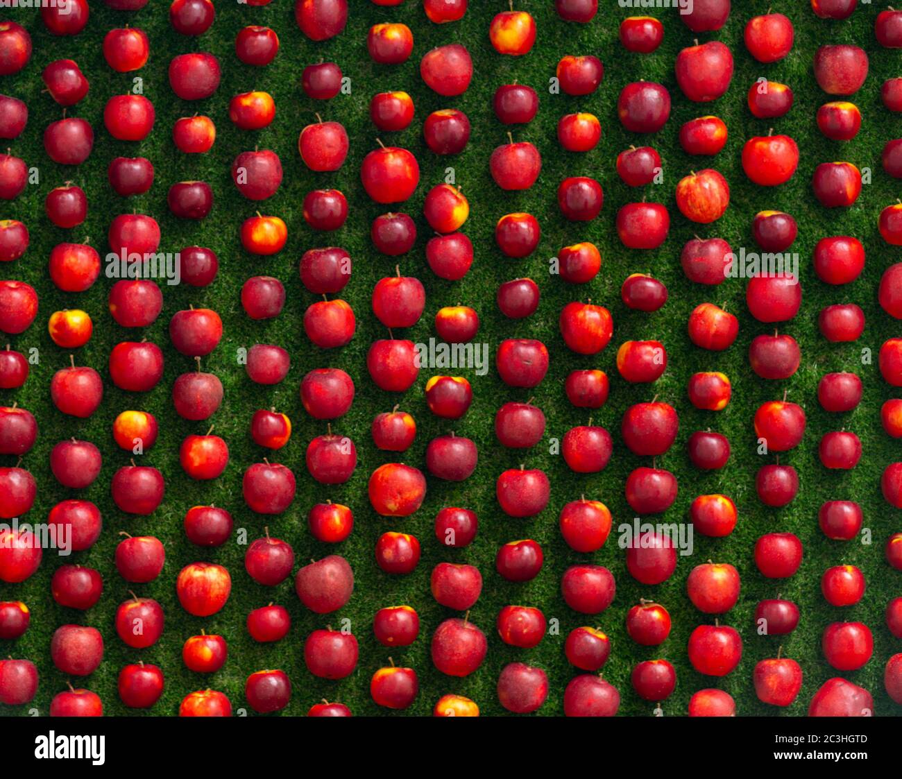 Neat arrangement of rows of fresh red apples on a green grass ...