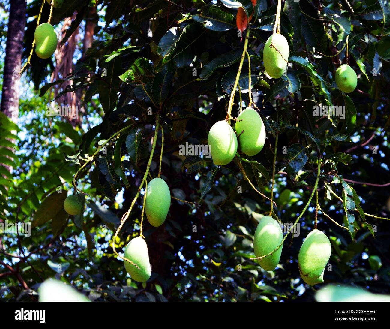 native mango of kerala, a delicious and tasty Stock Photo - Alamy