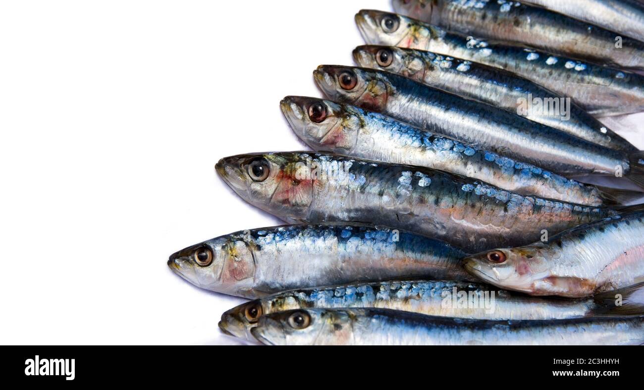 Fresh sardines against white background with copy space Stock Photo - Alamy