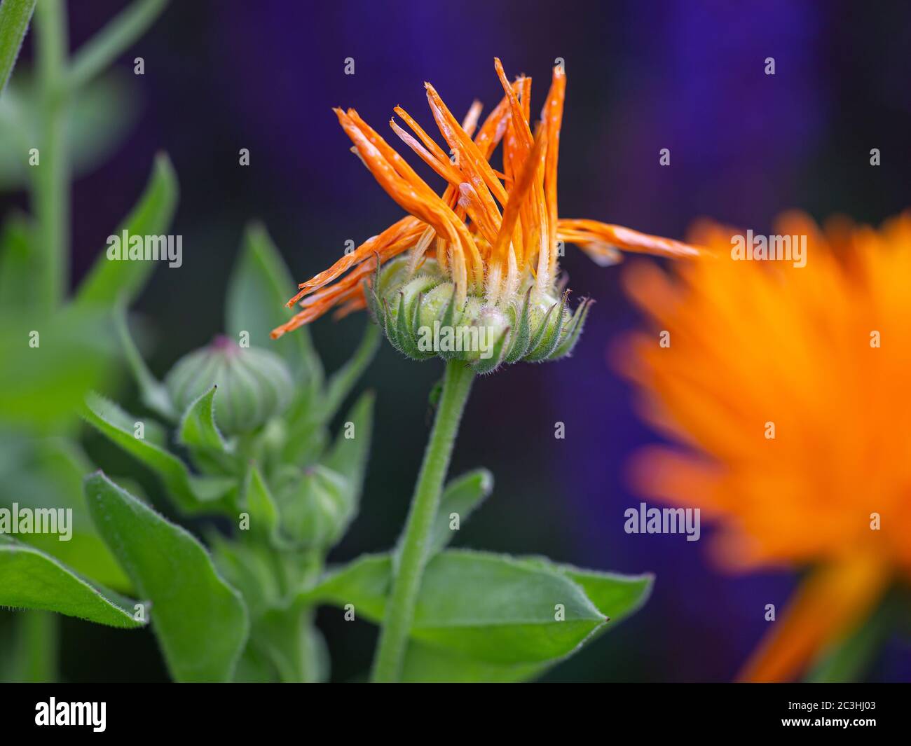 Calendula Flowerbed High Resolution Stock Photography and Images - Alamy