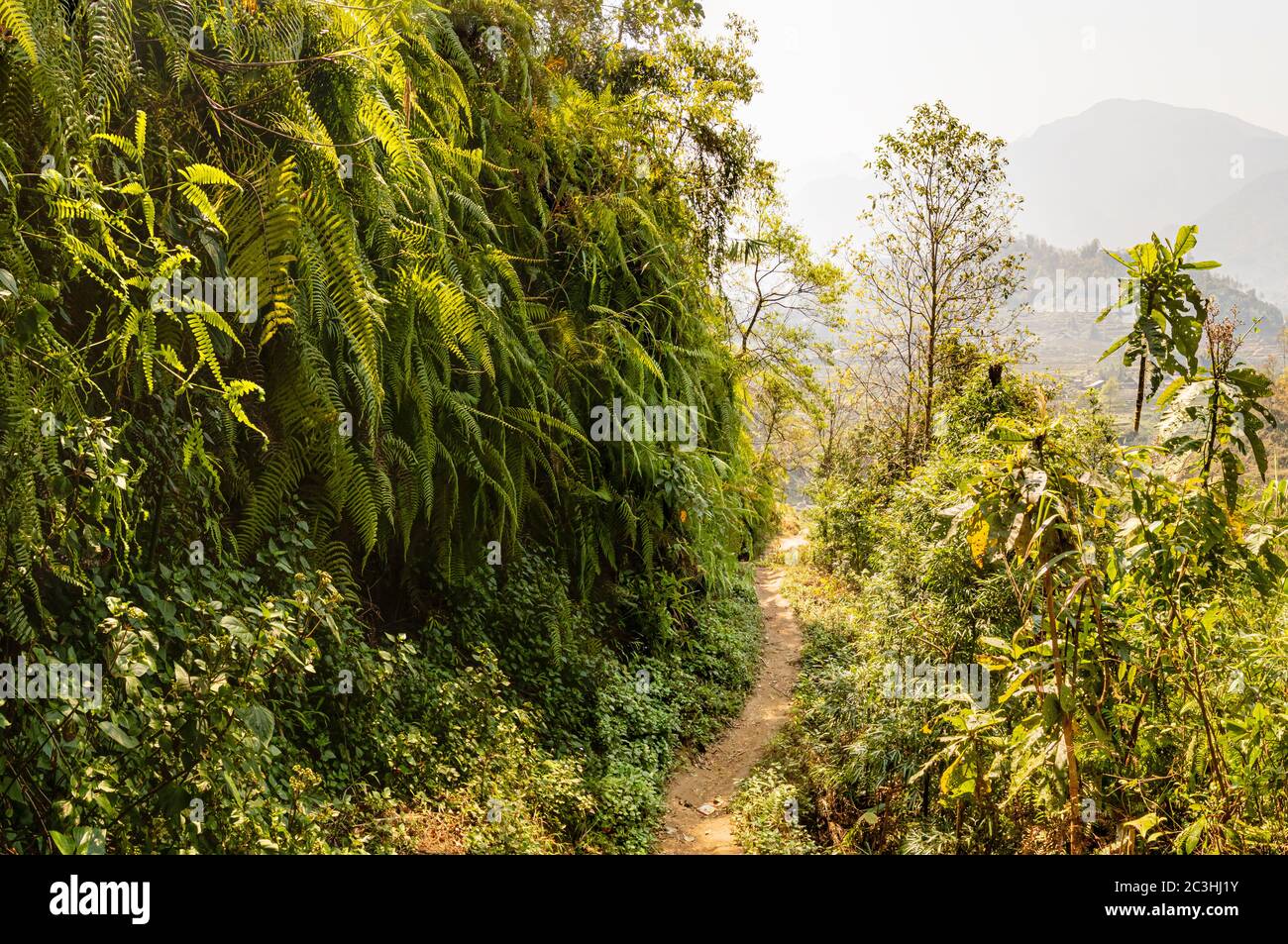 Thick jungle foliage deep in Muong Hoa Valley in Sapa (Sa Pa), Vietnam ...