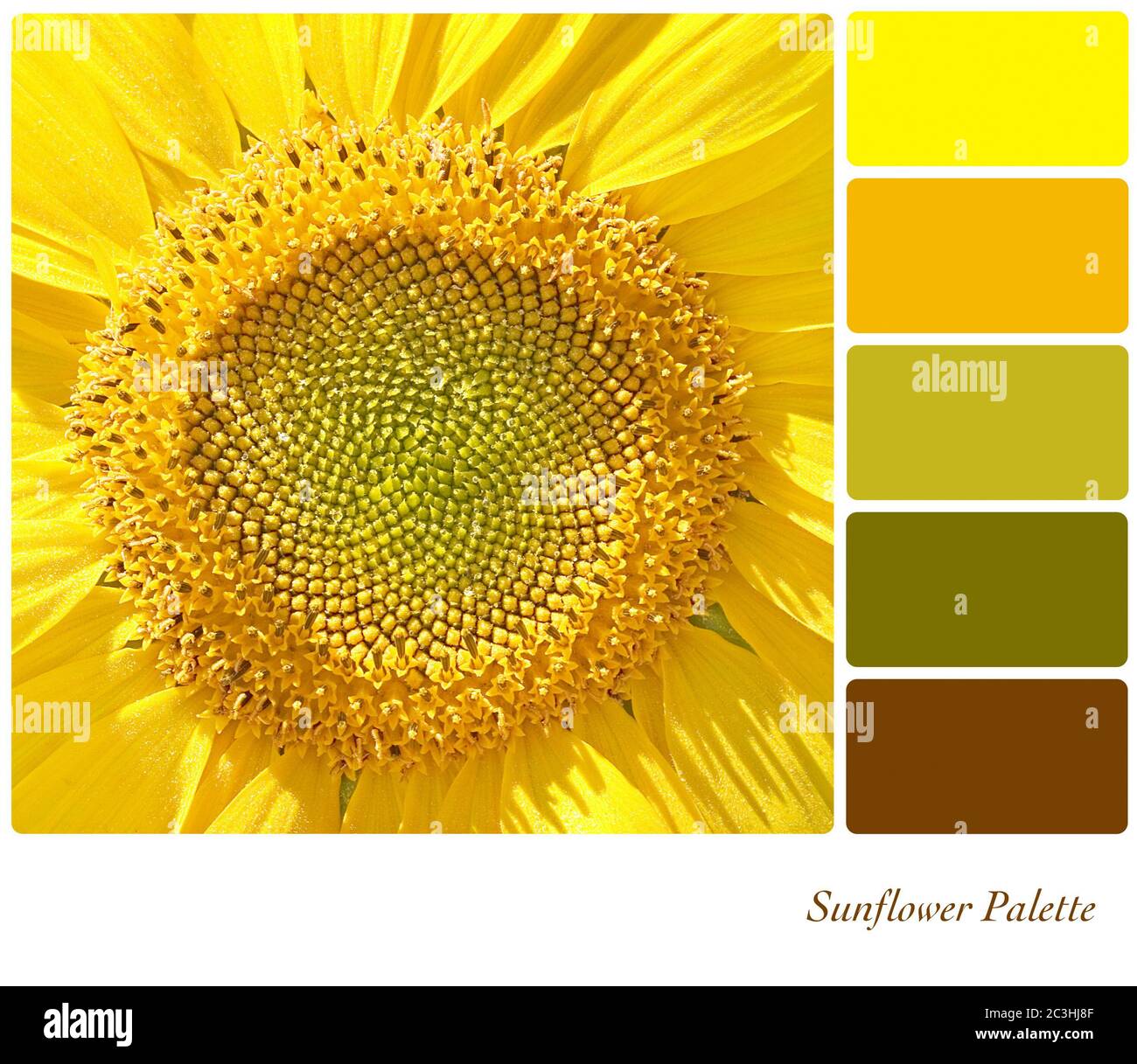 A background closeup of a sunflower in a colour palette with ...