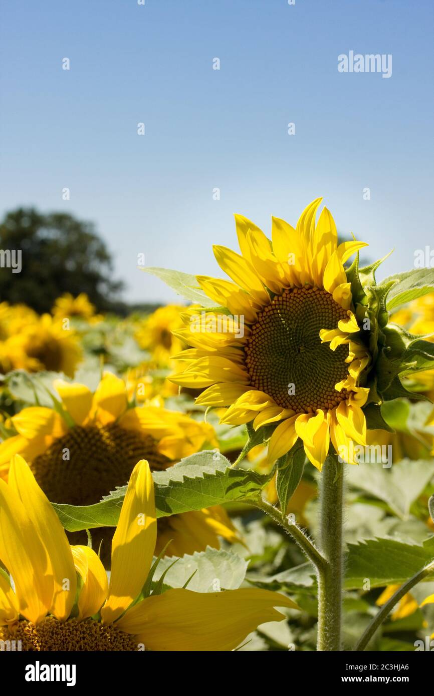 A sunflower stands out from the crowd by being taller than those around ...