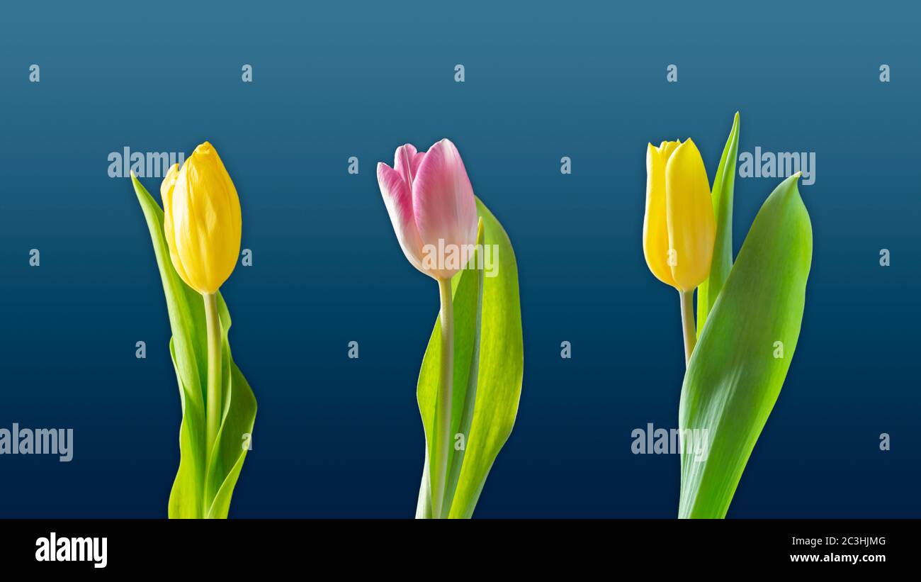 Wallpaper three tulips background Stock Photo - Alamy
