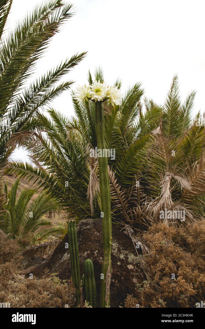 Psychedelic cactus hi-res stock photography and images - Alamy