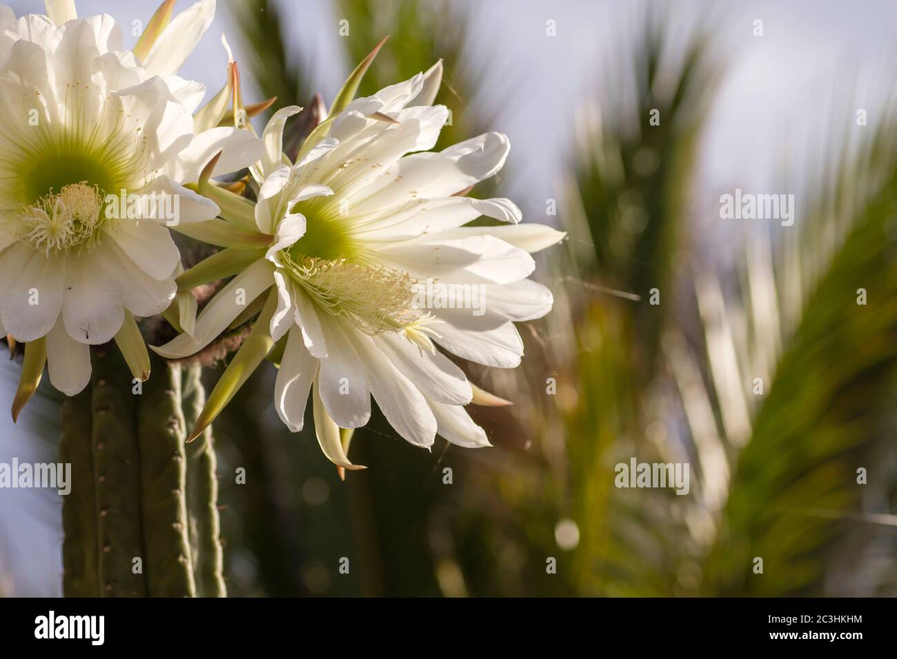 Detail of blossoming San Pedro cactus white flowers Stock Photo - Alamy