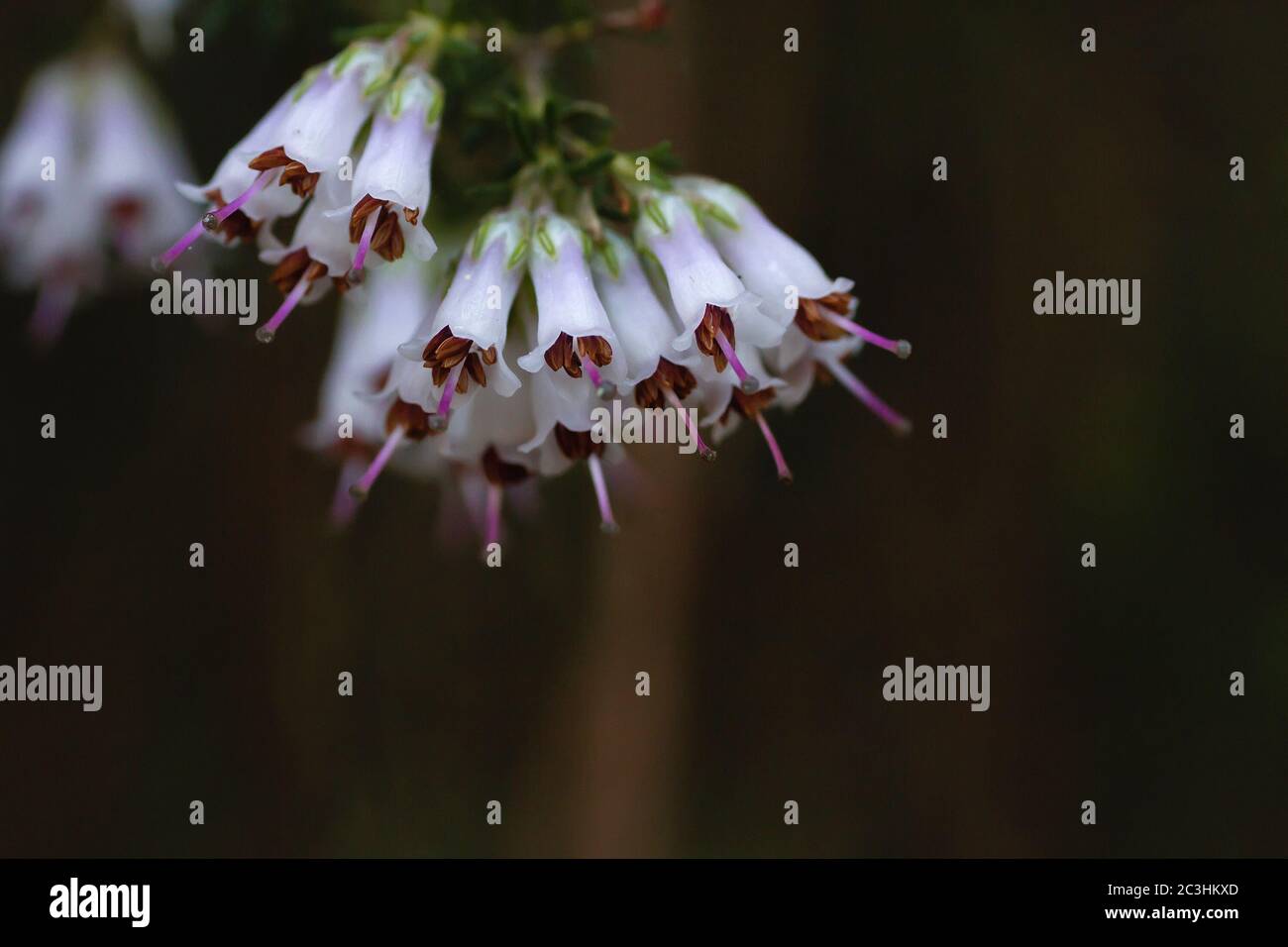 Detail of erica arborea or tree heath white flowers blooming Stock ...