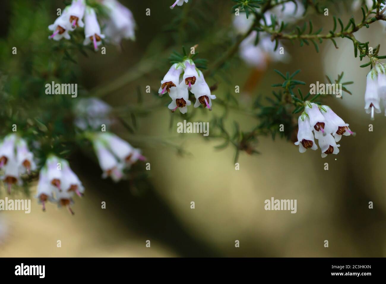 Detail of erica arborea or tree heath white flowers blooming Stock ...
