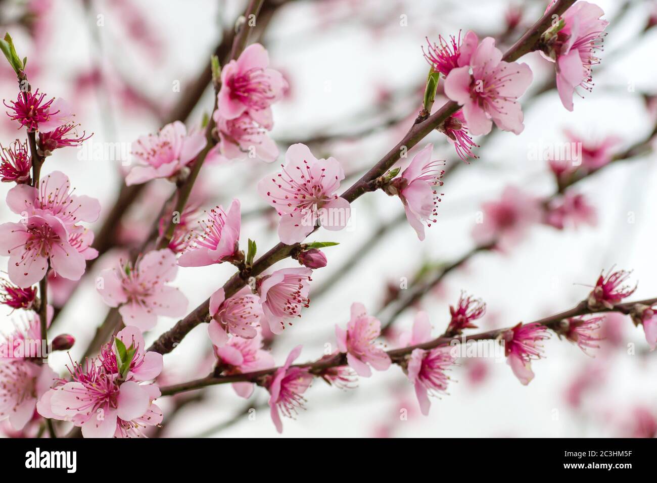 Prunus persica tree hi-res stock photography and images - Alamy