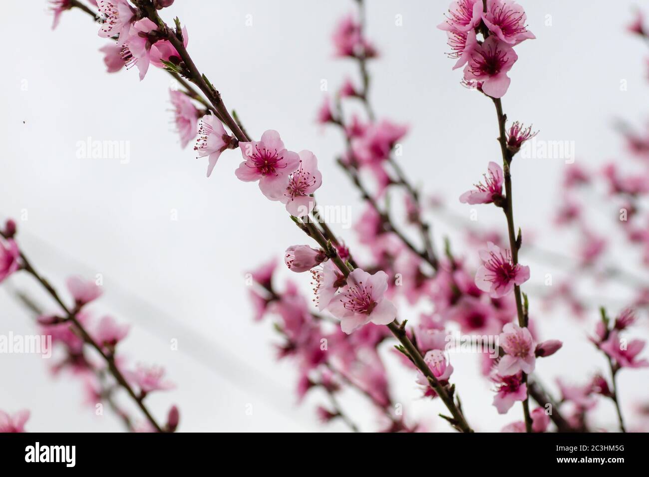 Detail of prunus persica pink flowers blooming in spring Stock Photo ...