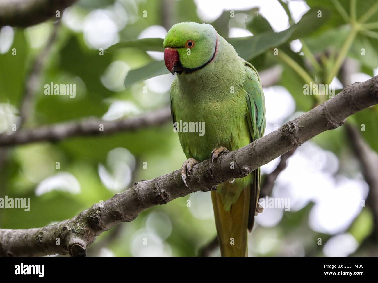 View of a wild green parakeet on a tree branch.Wild green parakeets are ...