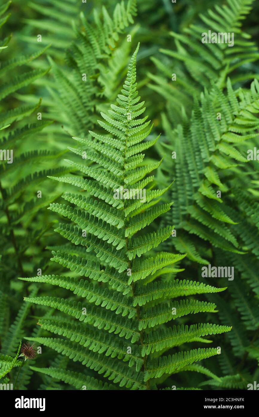 Green fern leaf with spores hi-res stock photography and images - Alamy