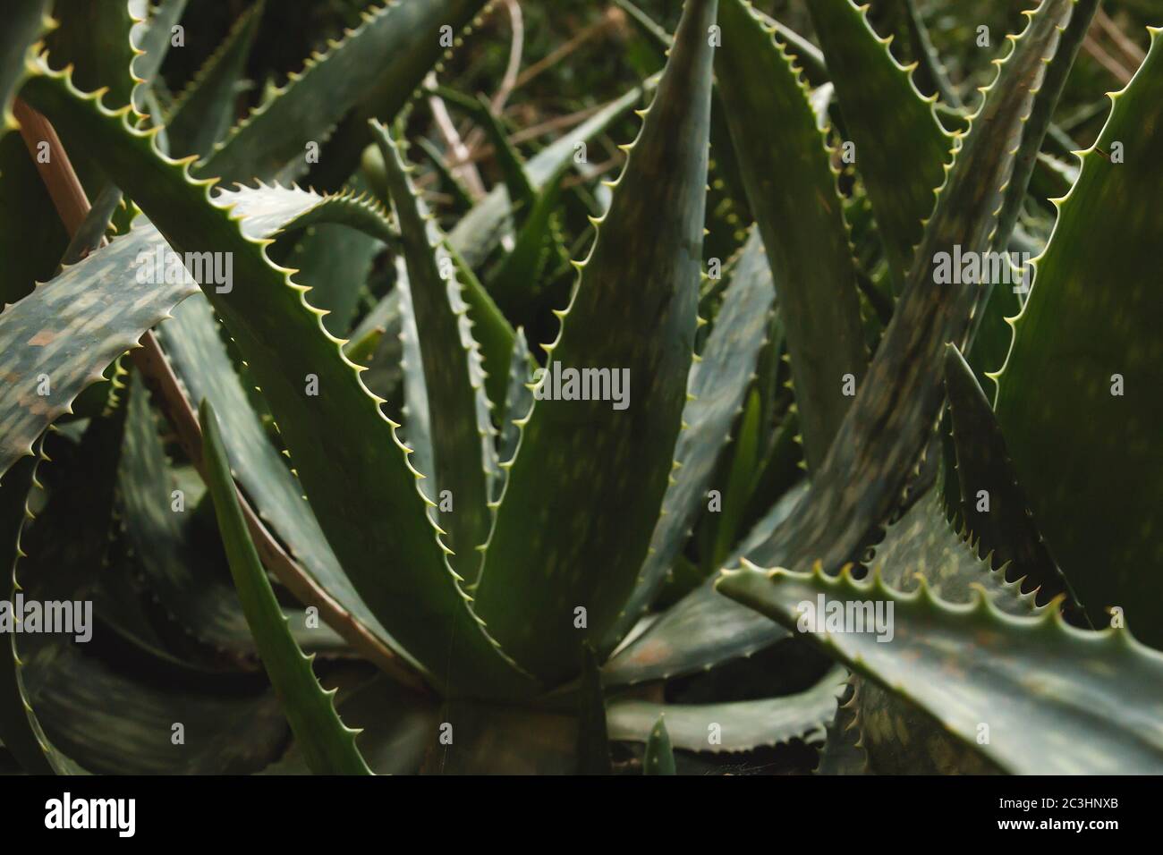 Wild aloe vera hi-res stock photography and images - Alamy
