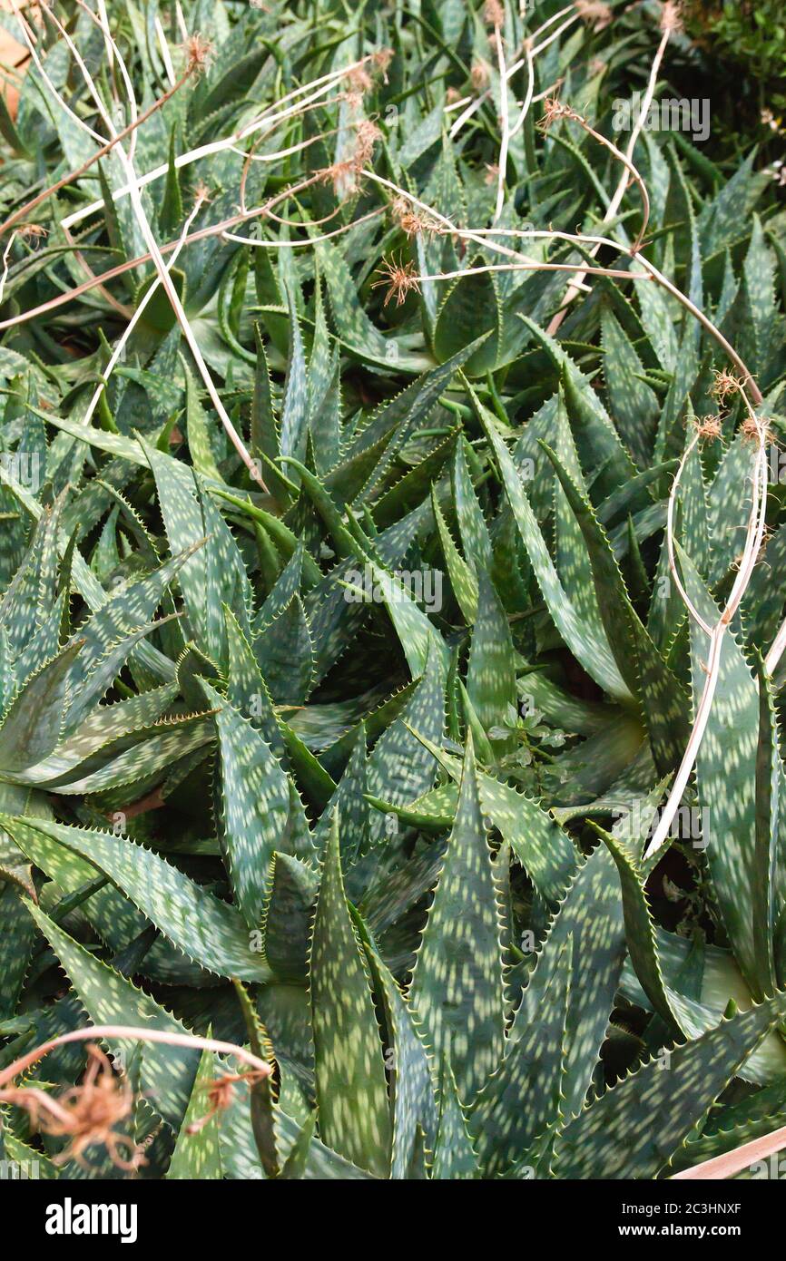 Aloe vera plants growing wild Stock Photo - Alamy