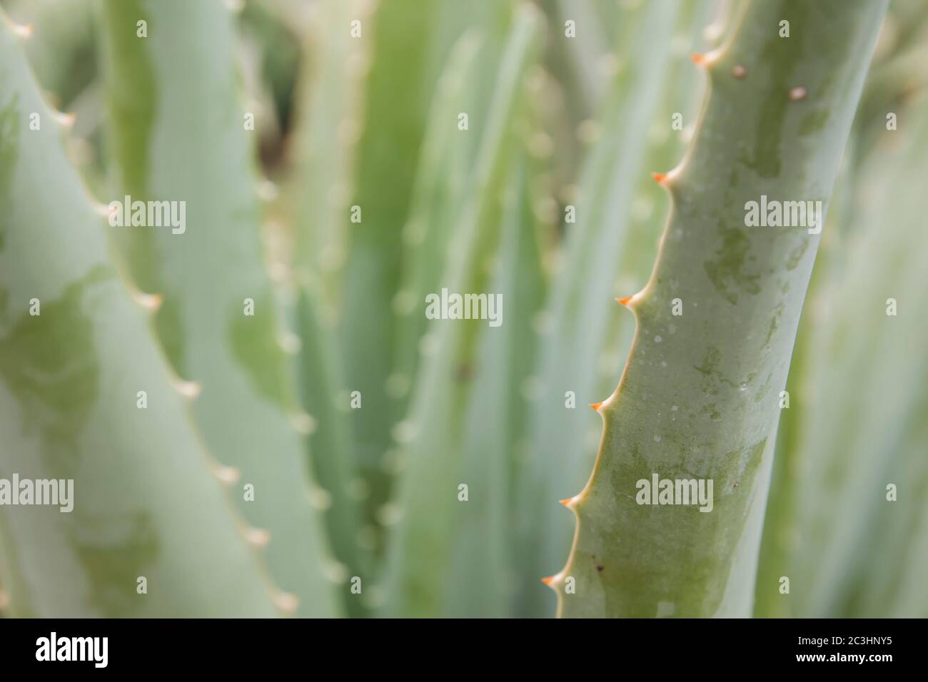 Detail of aloe vera plant Stock Photo - Alamy