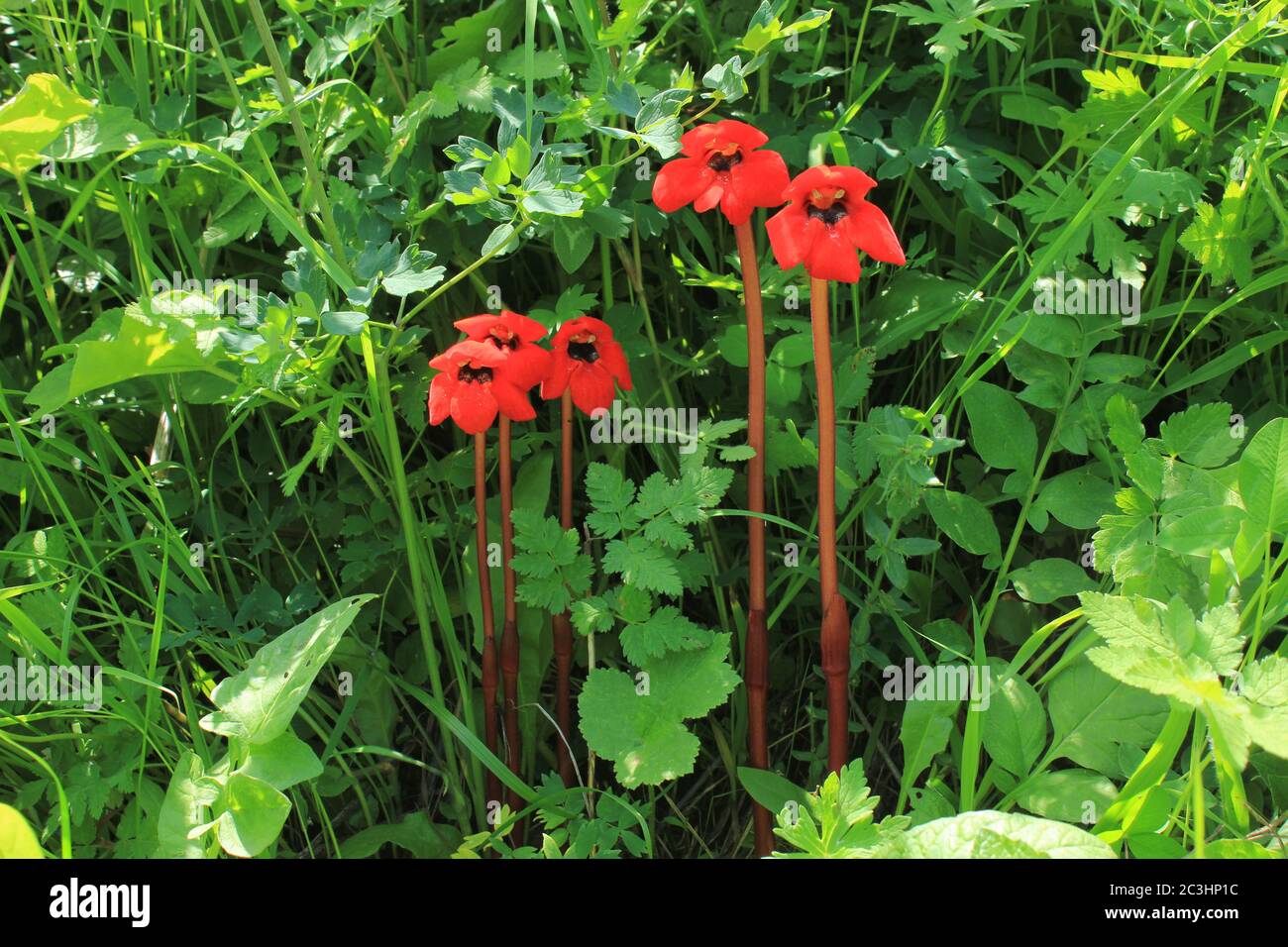 Azerbaijan. Unusual beautiful red flowers. Kusar district Stock Photo ...