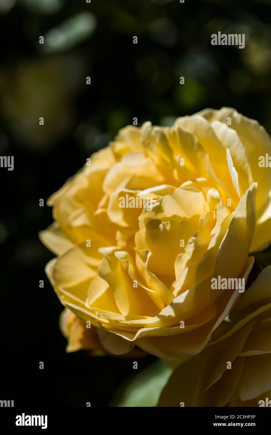 Golden showers hi-res stock photography and images - Alamy