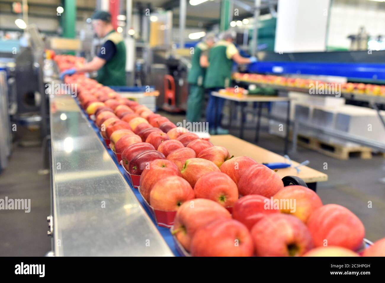 food factory: assembly line with apples and workers Stock Photo - Alamy