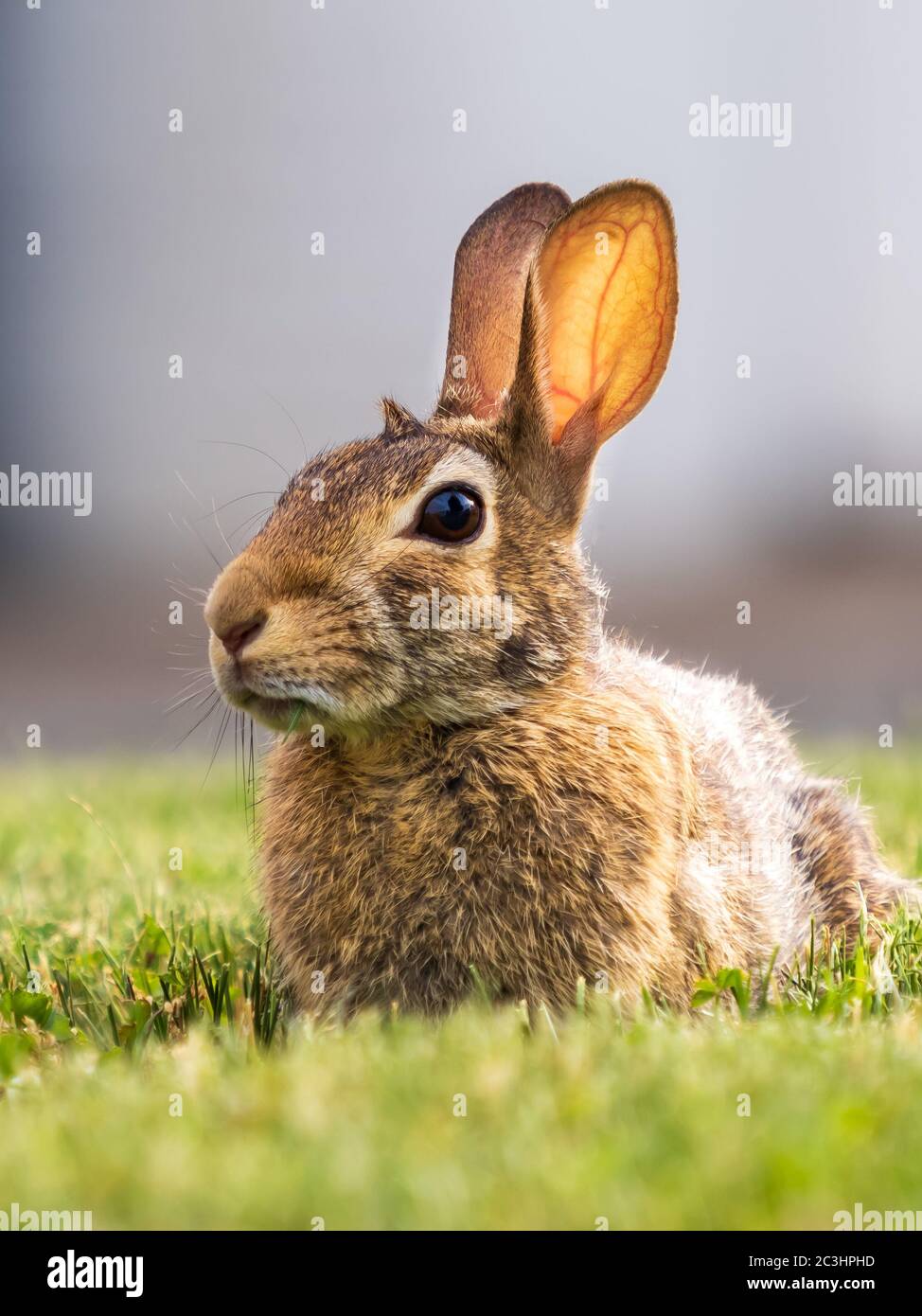Rabbit with its ears sticking up hi-res stock photography and images ...