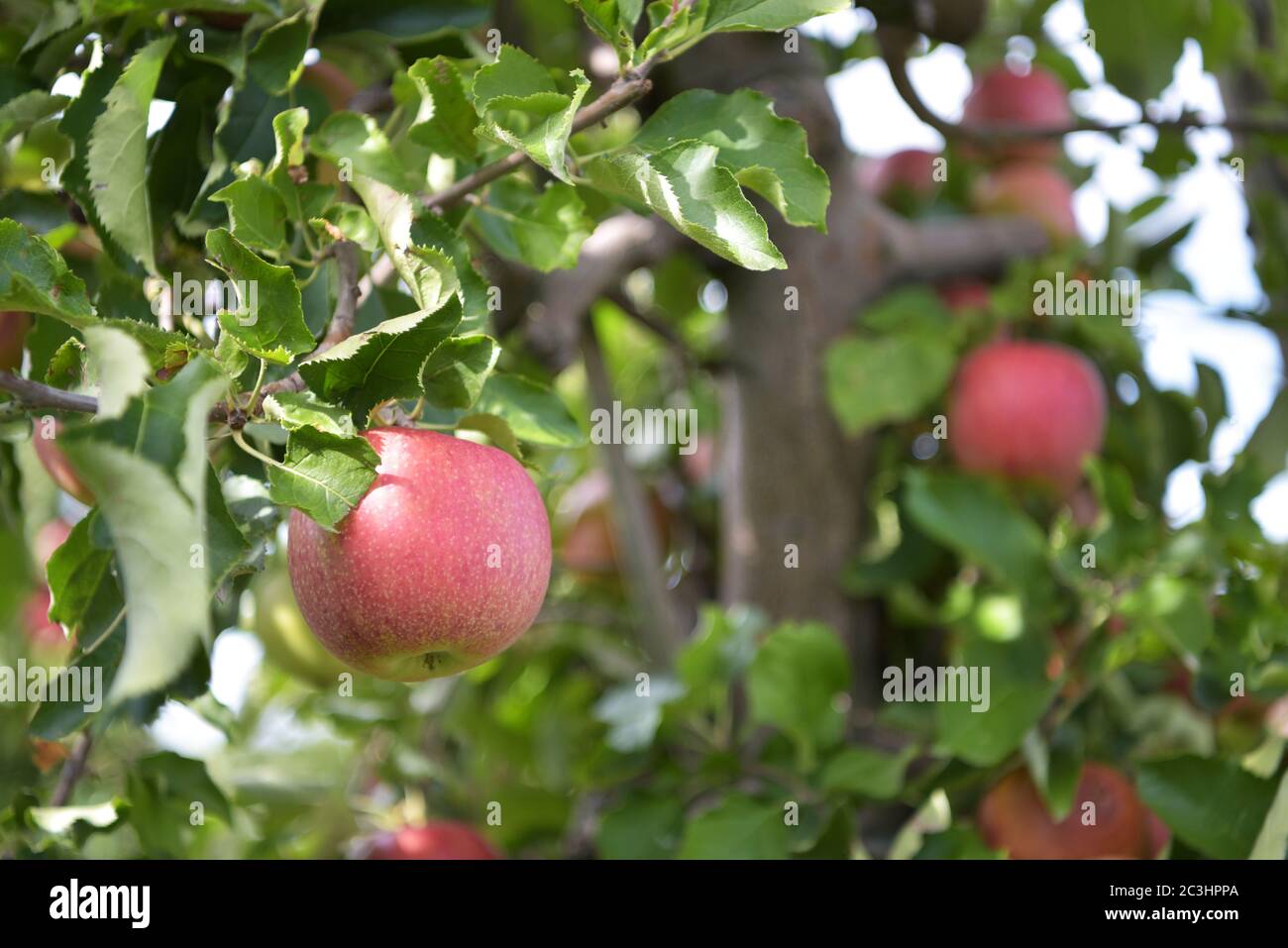 apple trees on a plantation - fruit growing and harvesting Stock Photo ...