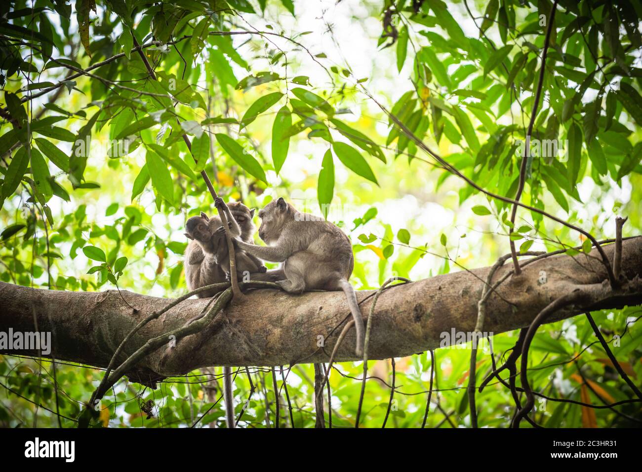 Ape on a Tree Thailand Stock Photo - Alamy
