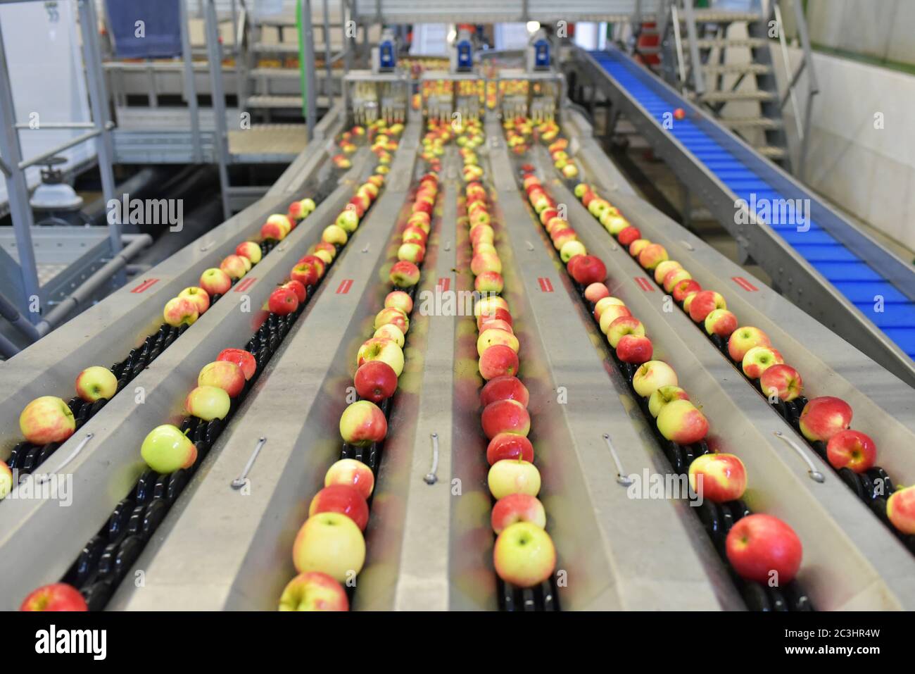 The assembly line with apples hi-res stock photography and images - Alamy