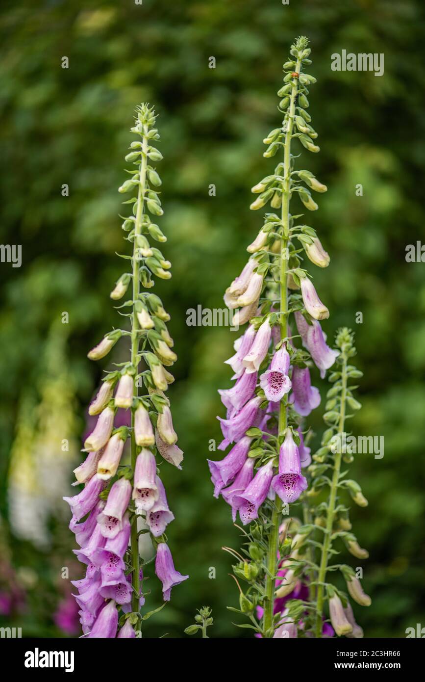 Dead Mans Dock High Resolution Stock Photography and Images - Alamy