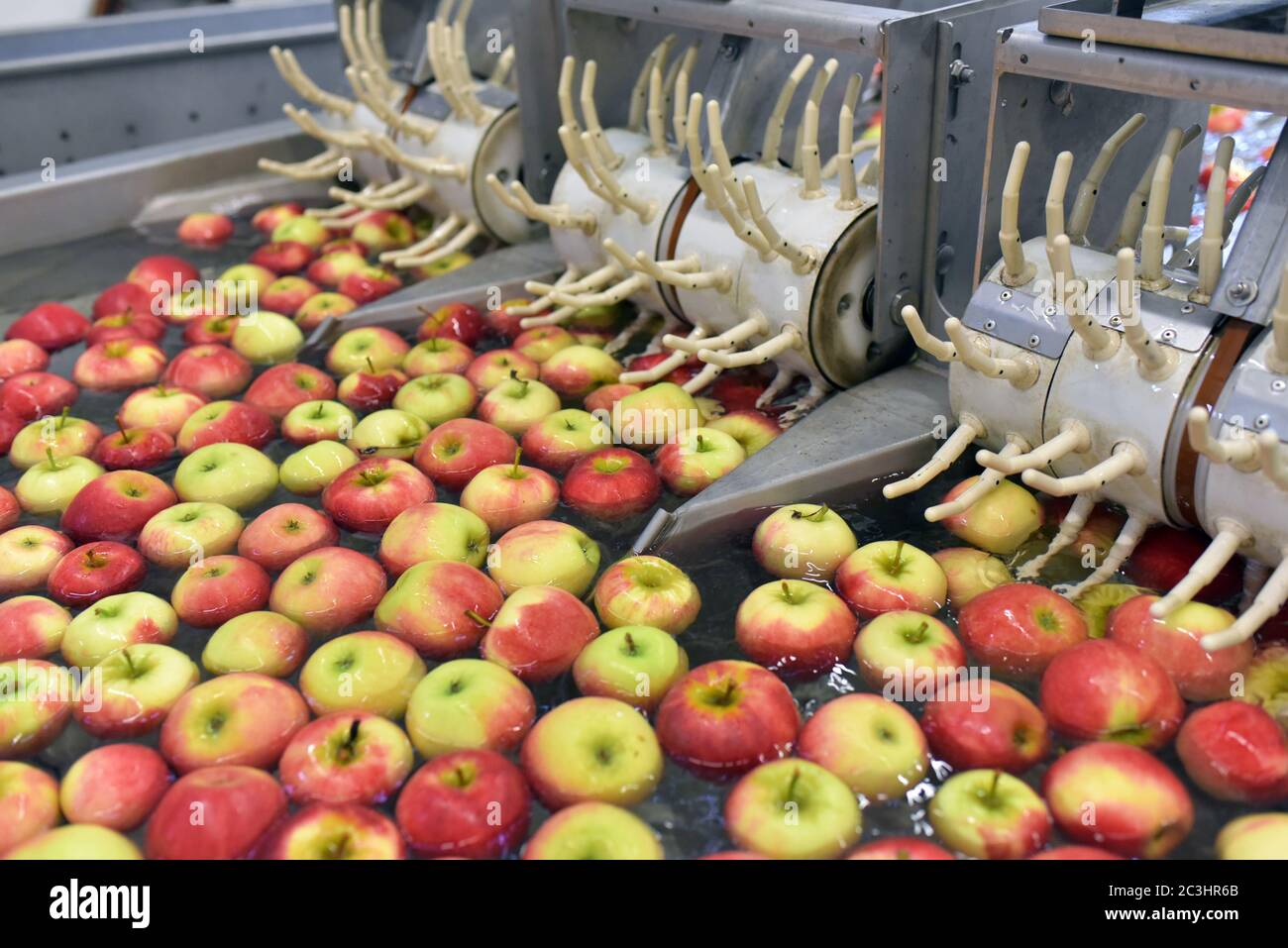 transport of freshly harvested apples in a food factory for sale Stock ...