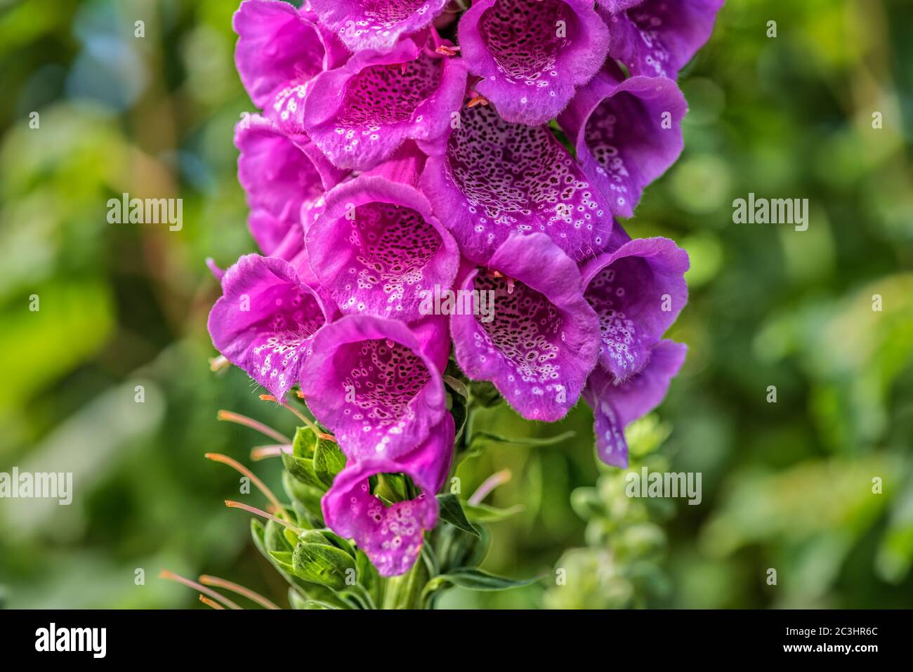 Dogs lugs hi-res stock photography and images - Alamy