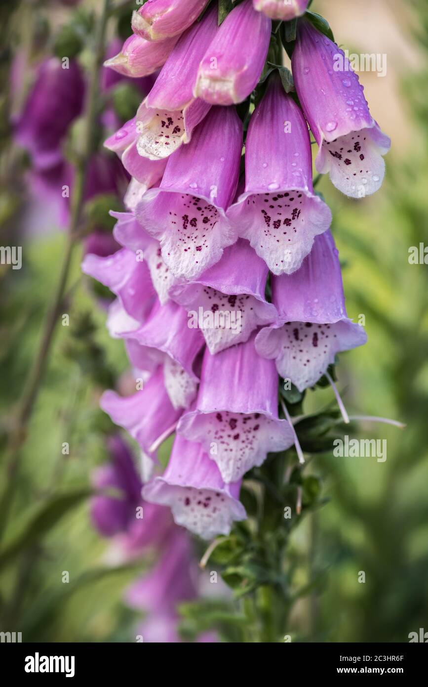 Dogs lugs hi-res stock photography and images - Alamy