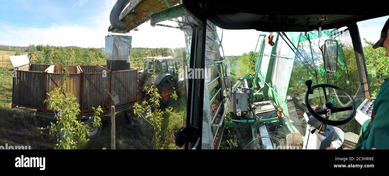 modern apple harvest with a harvesting machine on a plantation with ...