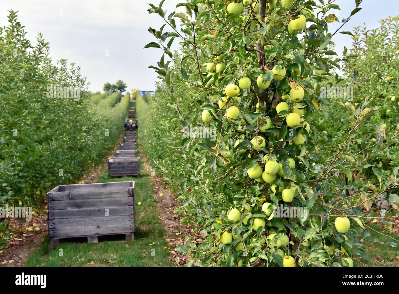 apple trees on a plantation - fruit growing and harvesting Stock Photo ...