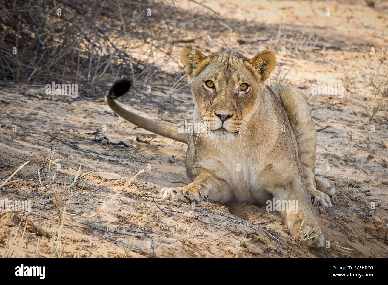Tame beast hi-res stock photography and images - Alamy